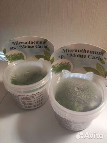 Микрантемум Монте Карло (меристемный)