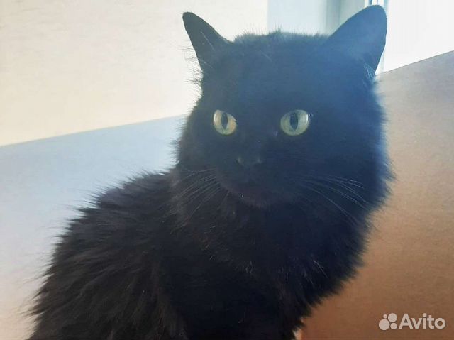 Кошка Вишня. Нужна помощь