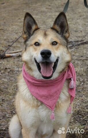 Приютский Джони заждался своего хозяина