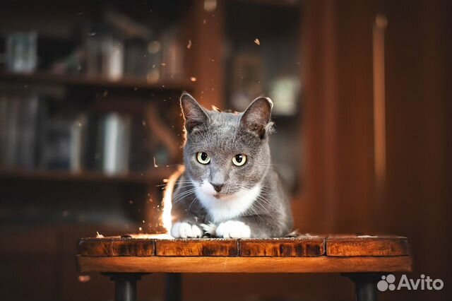 Кошка