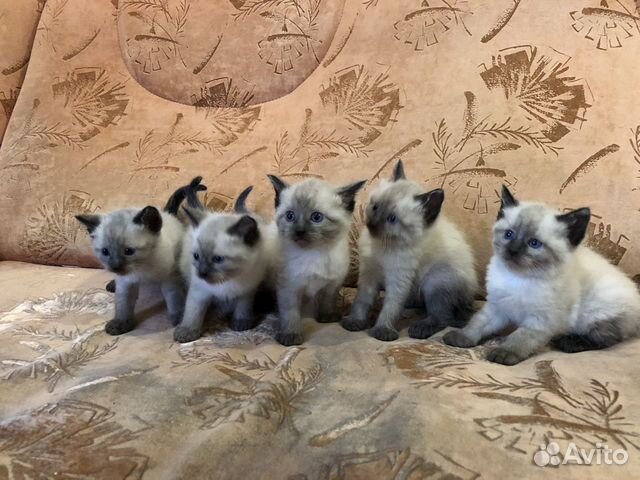 Сиамские котята