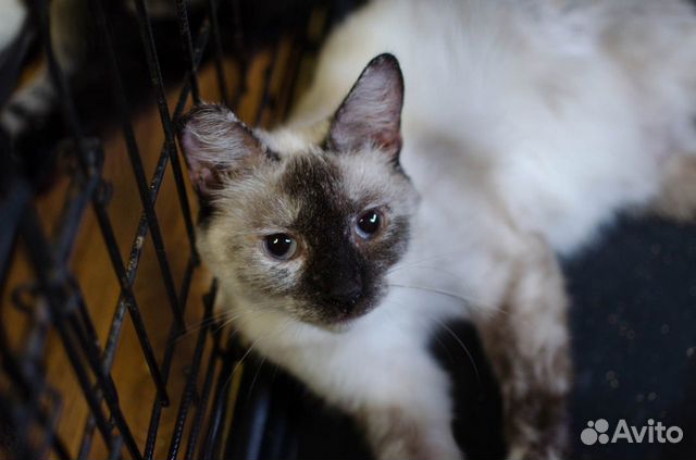 Чуча - необычной красоты