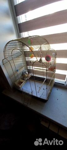 Папугай Карела мальчик