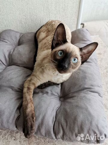 Кошка корниш-рекс