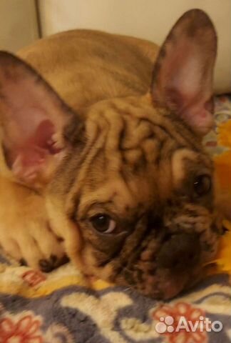 Красивый французский бульдог мальчик