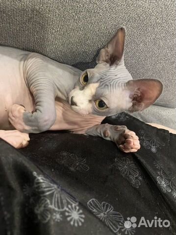 Сфинкс кошка