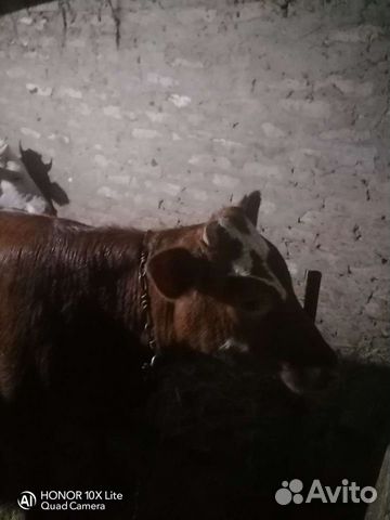 Телачка 8 месяцов