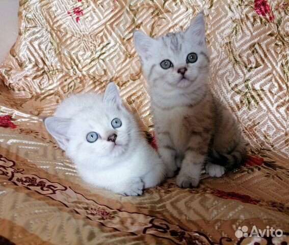 Котята британцы помесь золотая шиншилла