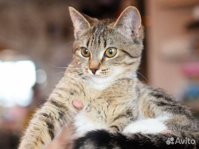 Котёнок Фелиция в добрые руки