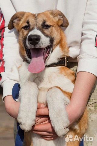 Щенок в добрые руки