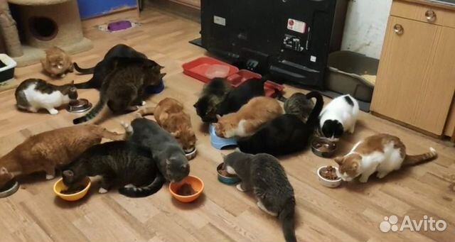 Котикам и кошечкам нужна передержка или сразу дом