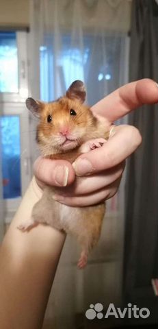 Сирийский хомяк