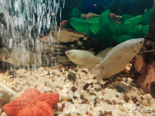 Аквариумные рыбки