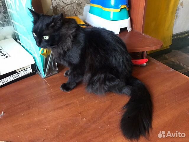 Роскошный котенок