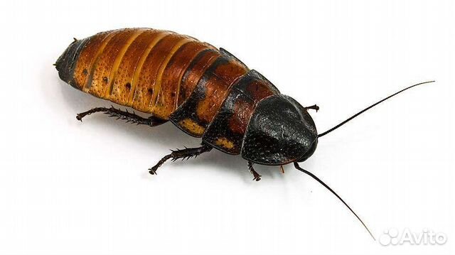 Мадагаскарский (шипящий) таракан