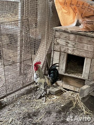 Карликовые куры