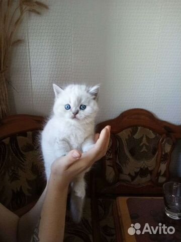 Шотландская прямоухая