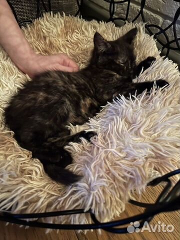 Котенок кошечка в добрые руки