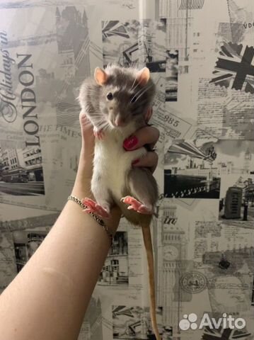 Крыс мальчик