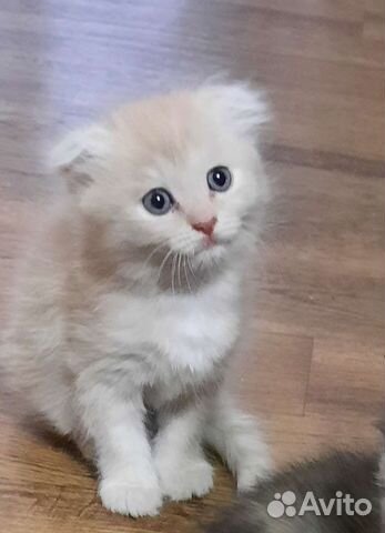 Шотландская девочка вислоухая