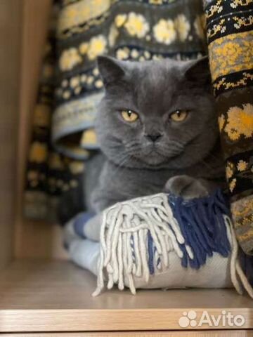 Отдам бесплатно