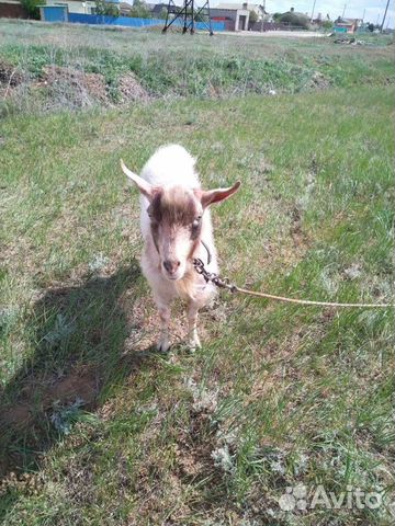 Козел ламанча