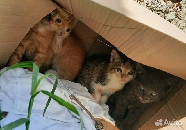 Котята в добрые руки