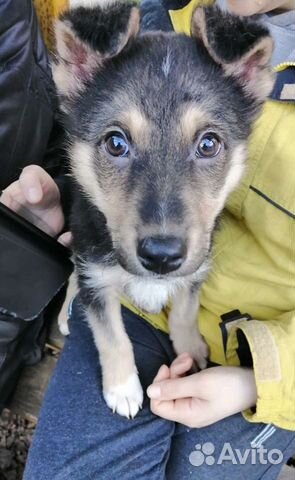 Щеночек Бим ждёт свою семью