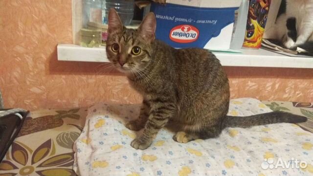 Мусечка ждет своего хозяина