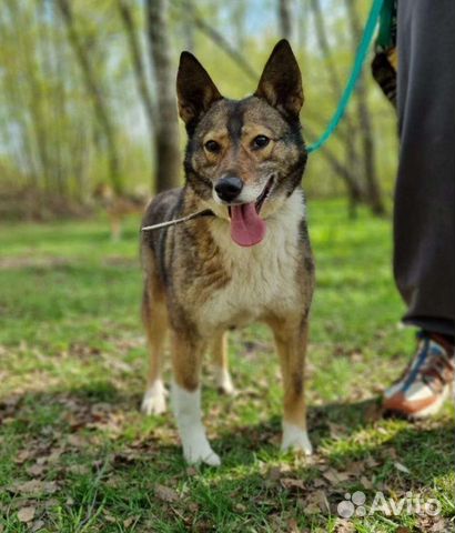 Собака Тома для дома