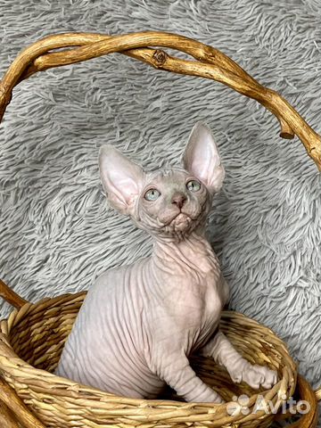 Котята эльфы