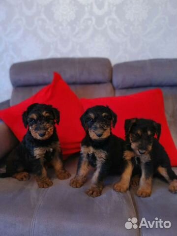 Щенки эрдельтерьера