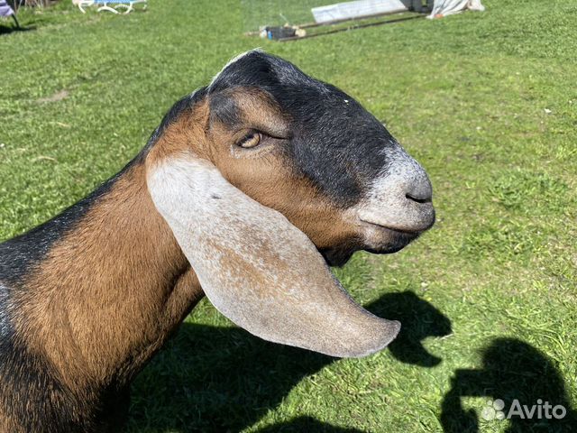 Нубийский козел 1 год