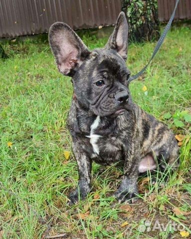 Французский бульдог щенки