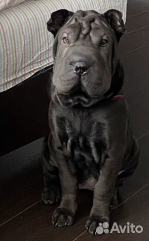 Шарпей девочка