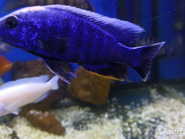 Малавийские цихлиды