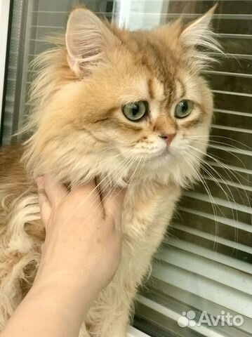 Британский кот - лев