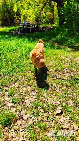 Щенок шарпей