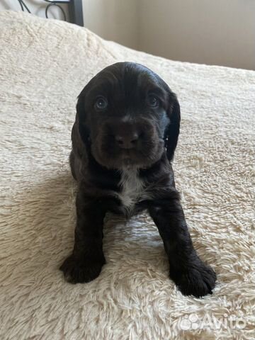 Щенки кокер спаниеля