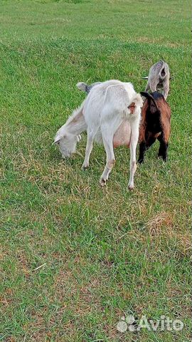 Молодые дойные козы