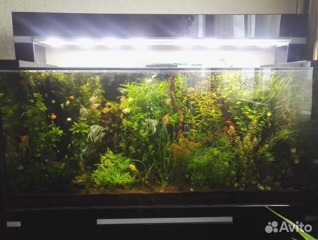 Прополка за шоколадку