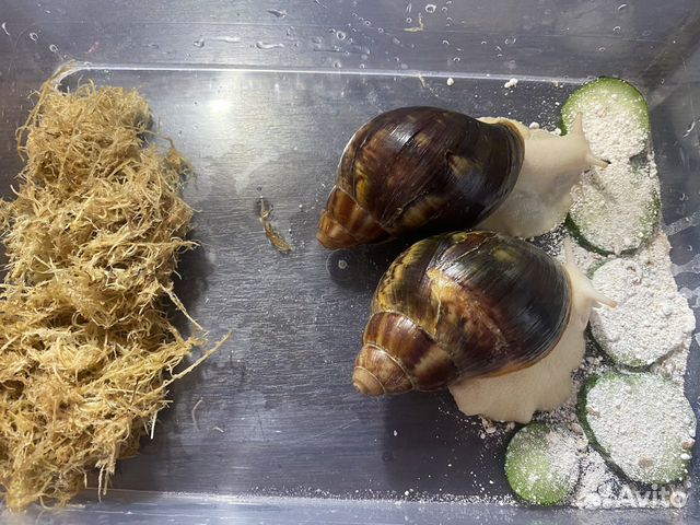 Архахатины sp.Benin