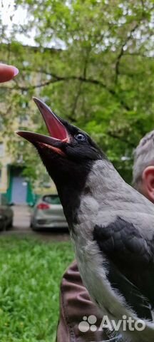 Серый Ворон