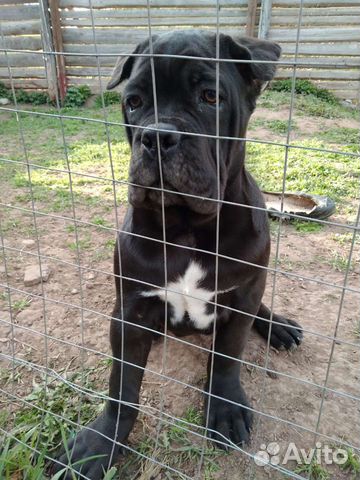 Собаки щенки