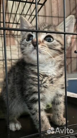 Чудесный меховой полосатик ищет дом