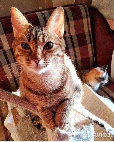 Кошка Жанна 9 месяцев, стерелизованна