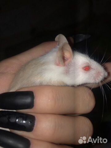 Отдам мастомиса в добрые руки