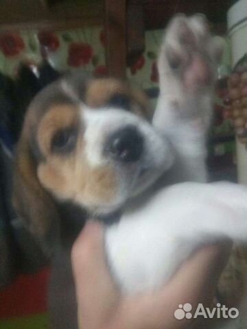 Бигль щенки