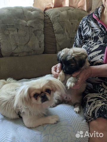 Щенки пекинеса