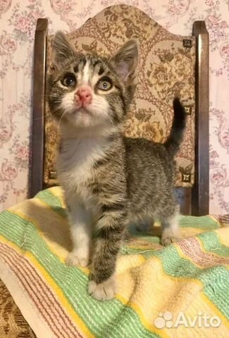 Котенок в добрые руки